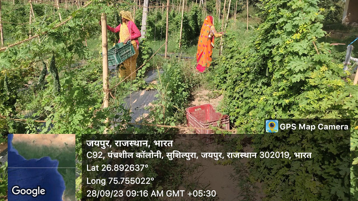 Jaipur Gallery - ZETTA FARM