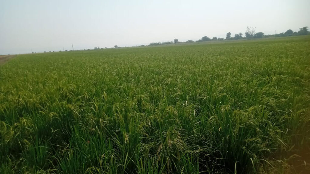 Madhya Pradesh, Raisen, Sultanpur - ZETTA FARM