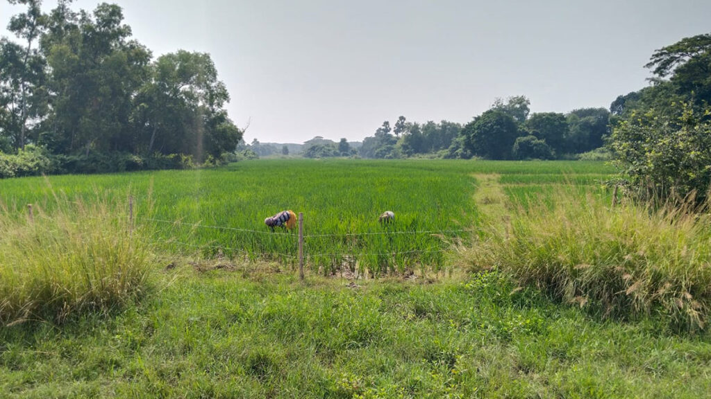Odisha, Puri - ZETTA FARM