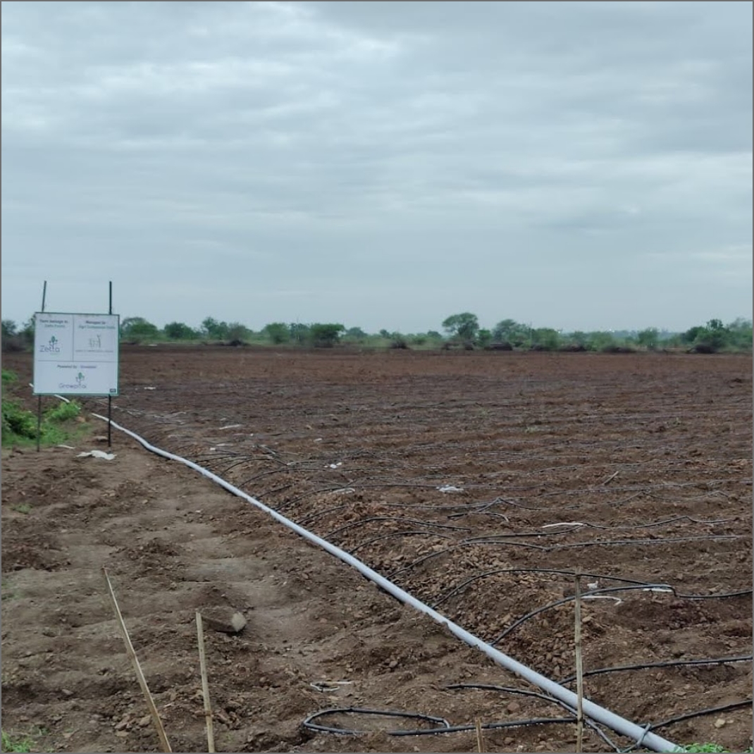 Gallery - ZETTA FARM