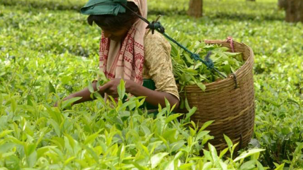 Tea Estate - ZETTA FARM